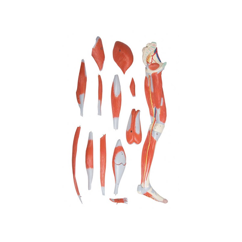 13-part model of the leg - muscles