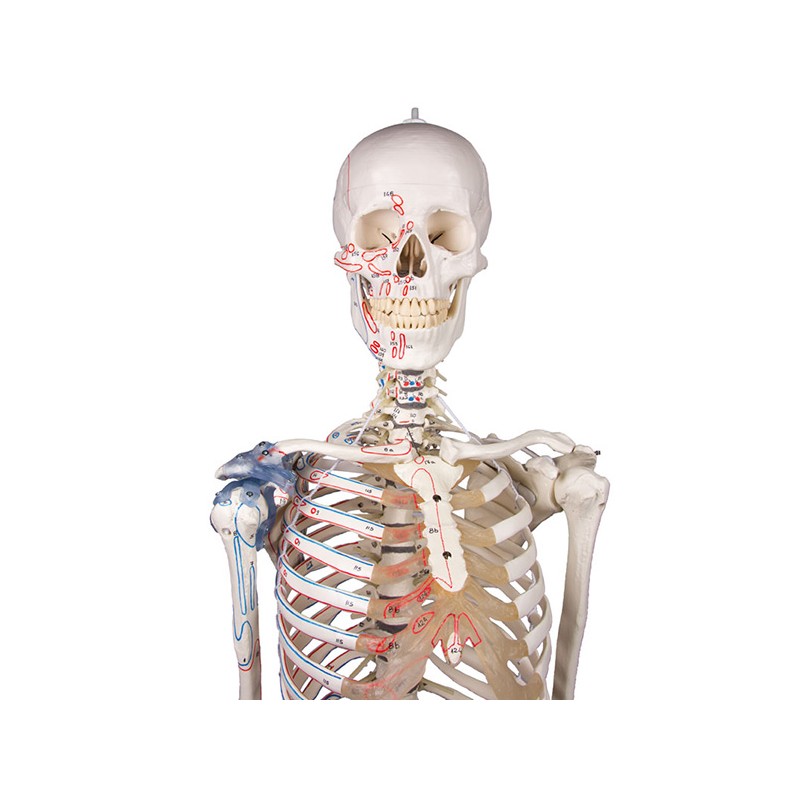 Skeleton Max