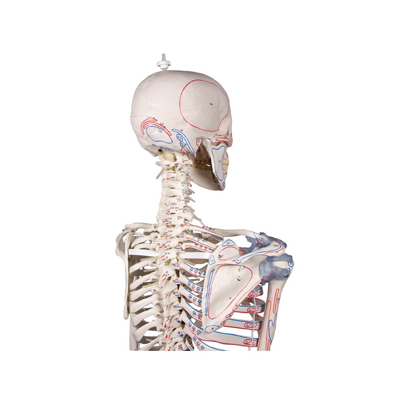 Skeleton Max