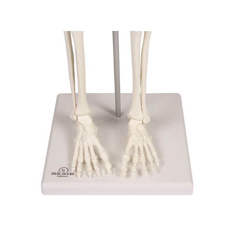 Skeleton Patrick - Mini