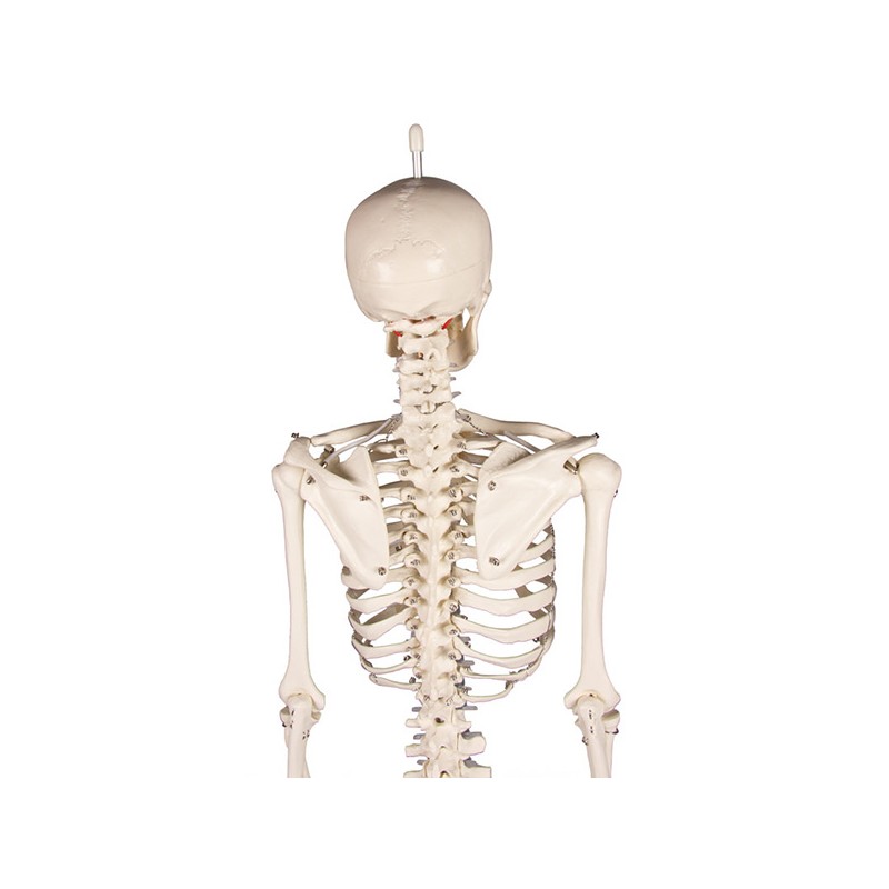 Skeleton Patrick - Mini