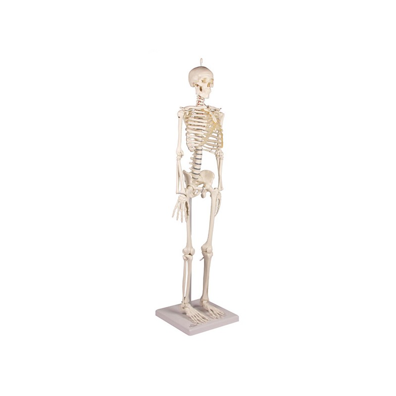 Skeleton Patrick - Mini