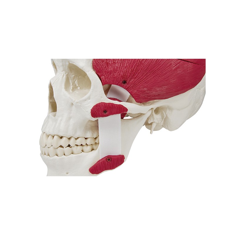 Skull with Masticatory Muscles