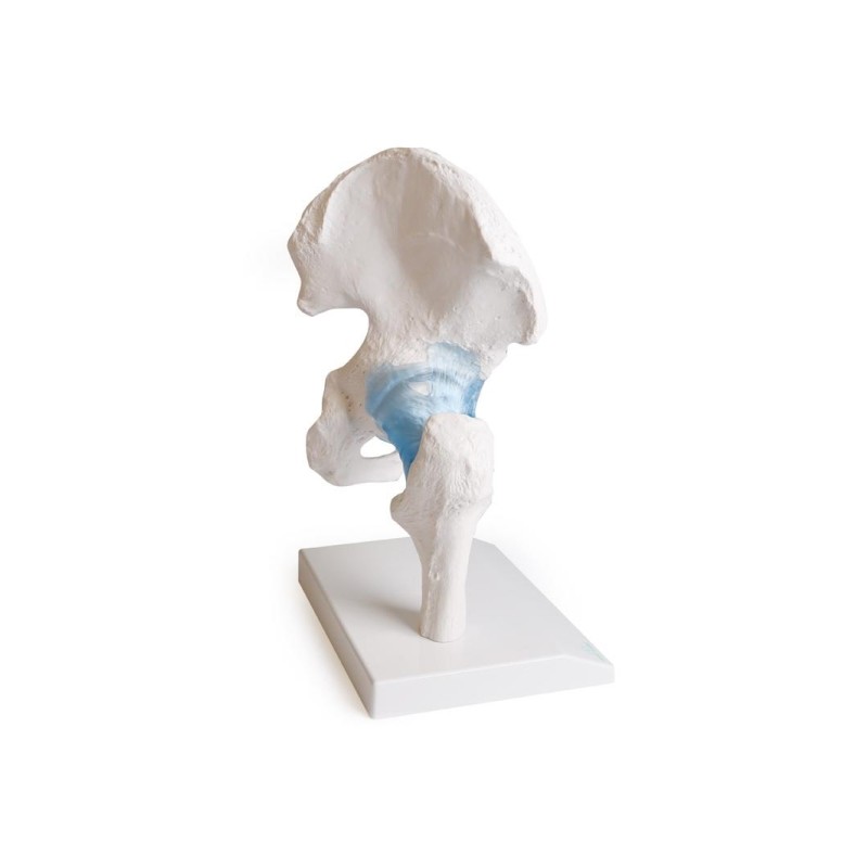 Hoftemodel