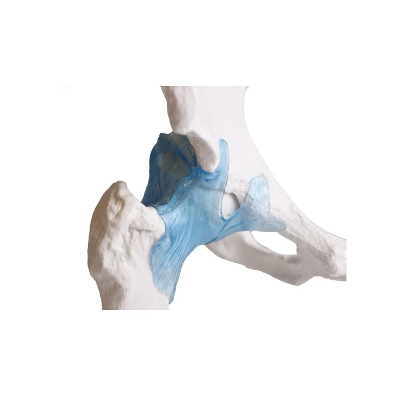 Hoftemodel